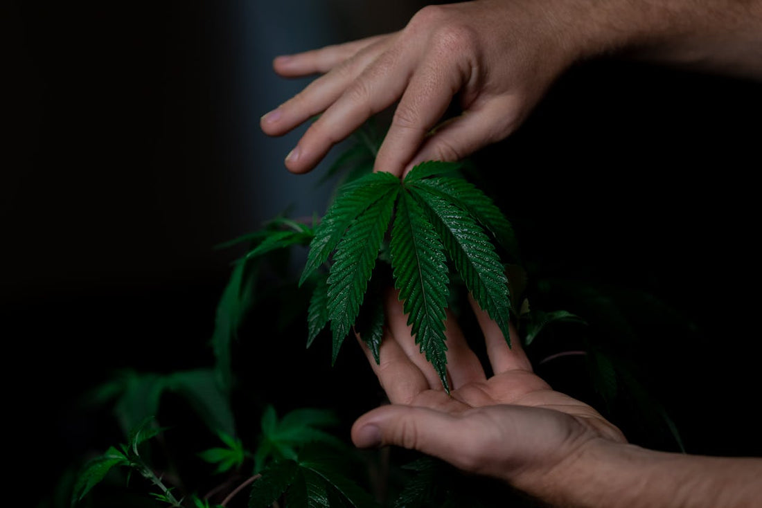 Understanding the Entourage Effect: How Different Compounds in Edibles ...